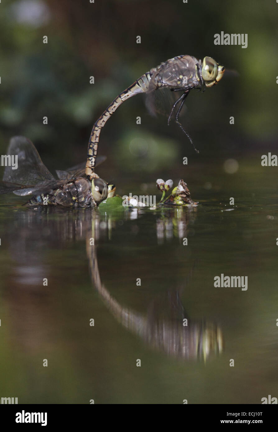 Australian Emperor dragonfly Hemianax papuensis pair mating and ...