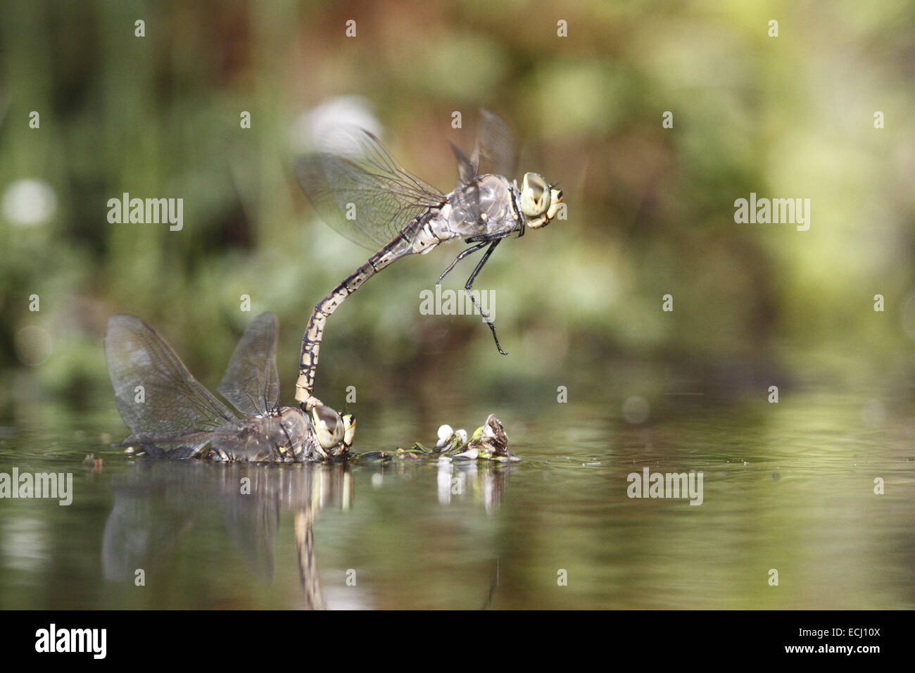 Australian Emperor dragonfly Hemianax papuensis pair mating and ...