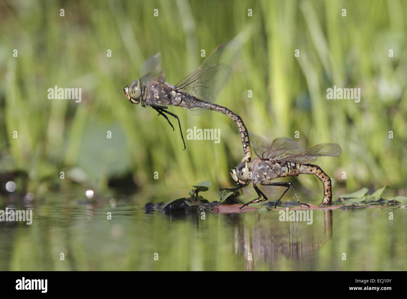 Australian Emperor dragonfly Hemianax papuensis pair mating and ...