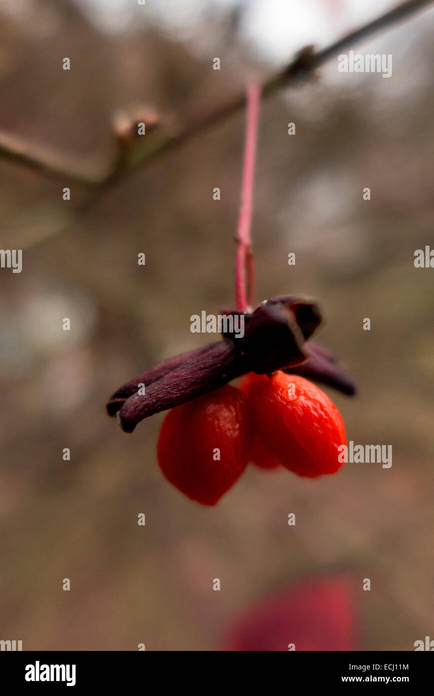 Burning bush aril Stock Photo - Alamy