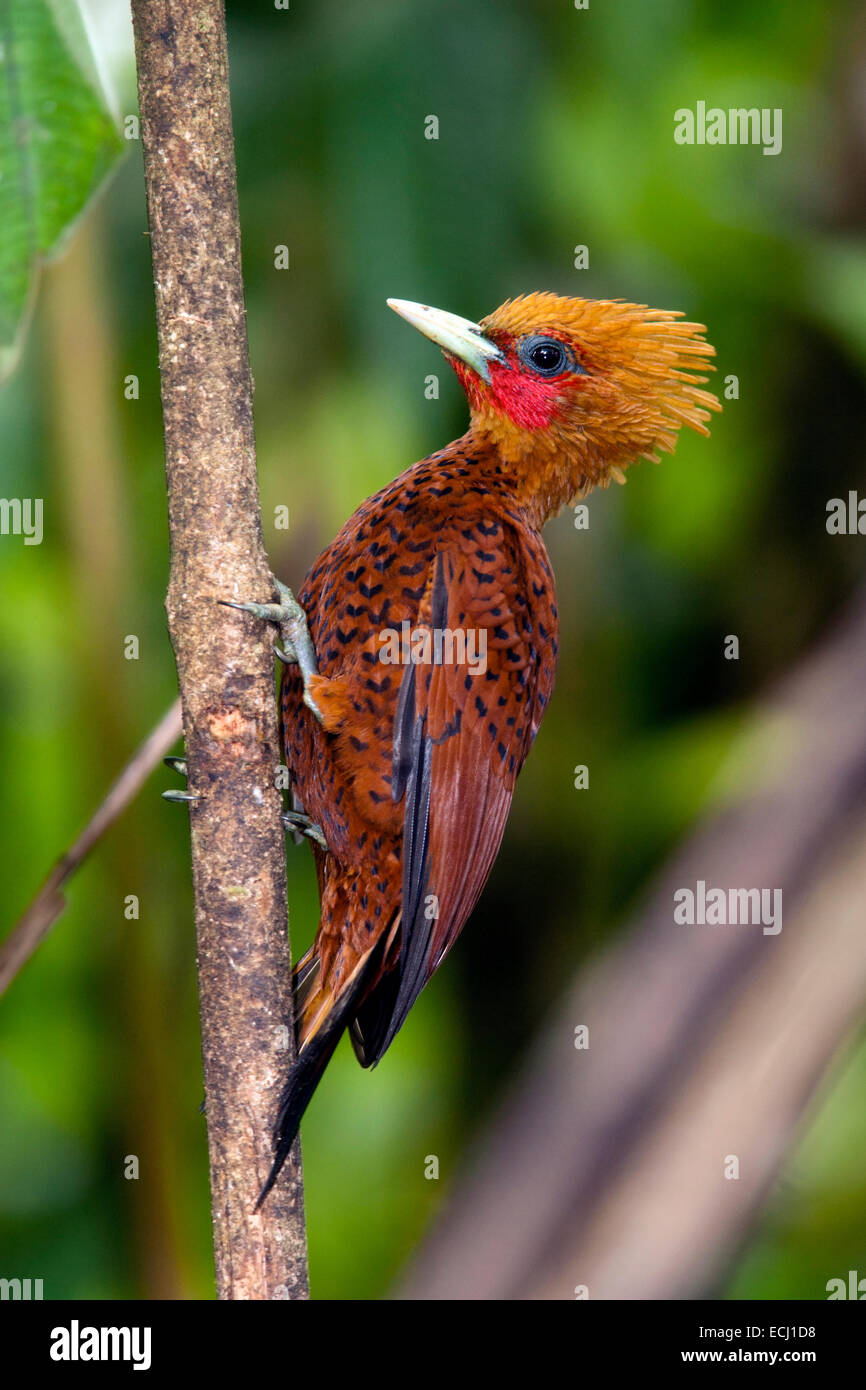 Chestnut-colored Woodpecker (Celeus castaneus) - Boca Tapada, San ...