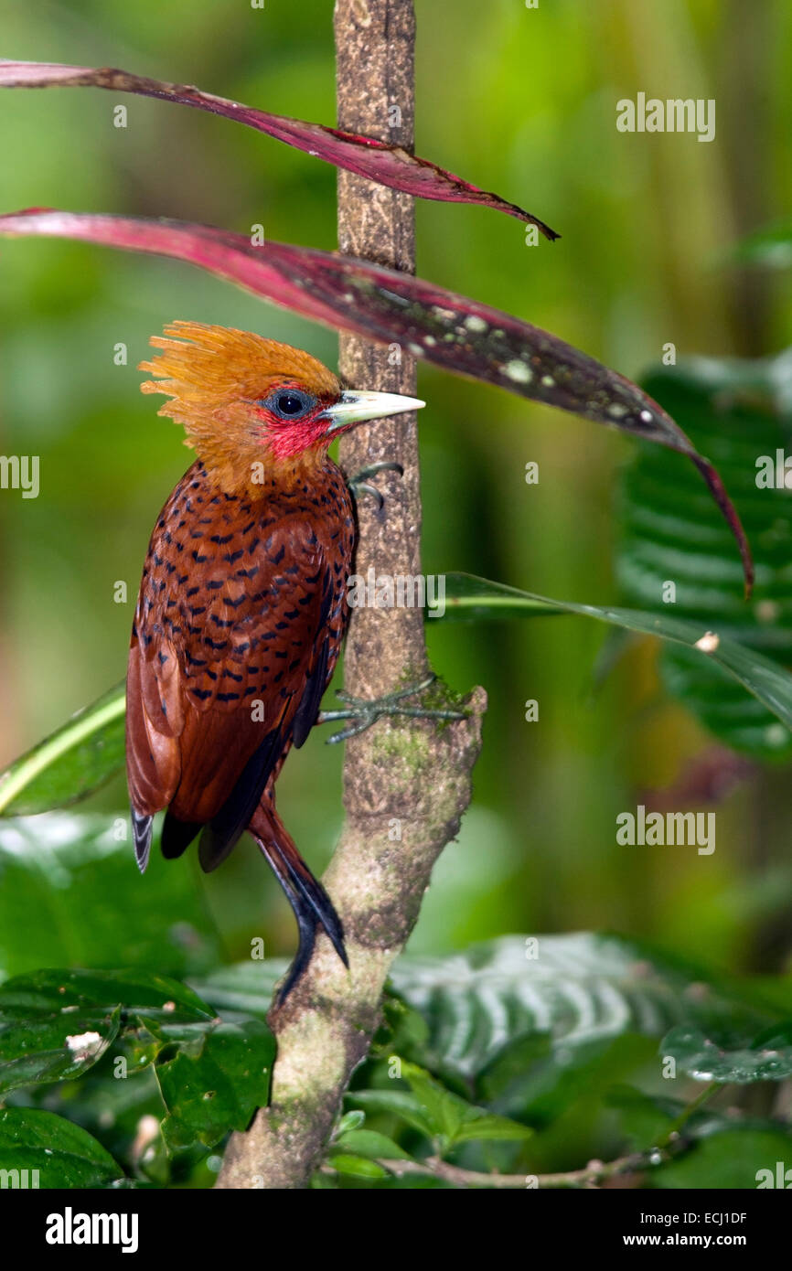 Chestnut-colored Woodpecker (Celeus castaneus) - Boca Tapada, San ...