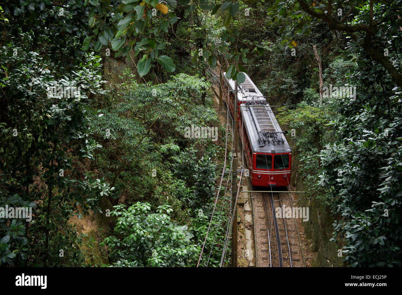Red Brazilian train traveling through thick green jungle at Tijuca ...