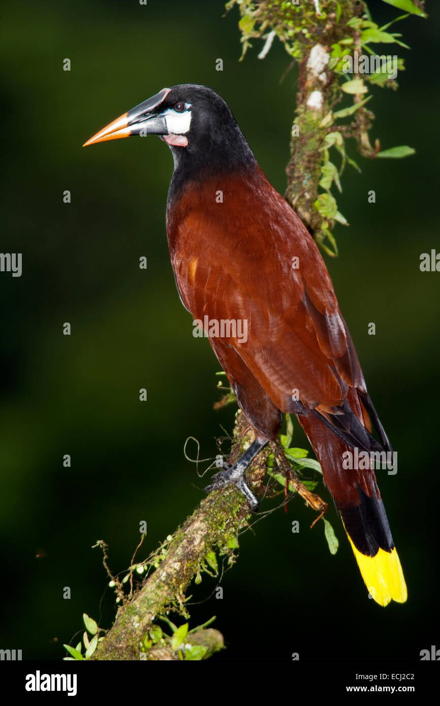 Montezuma Oropendola (Psarocolius montezuma) - La Laguna del Lagarto ...