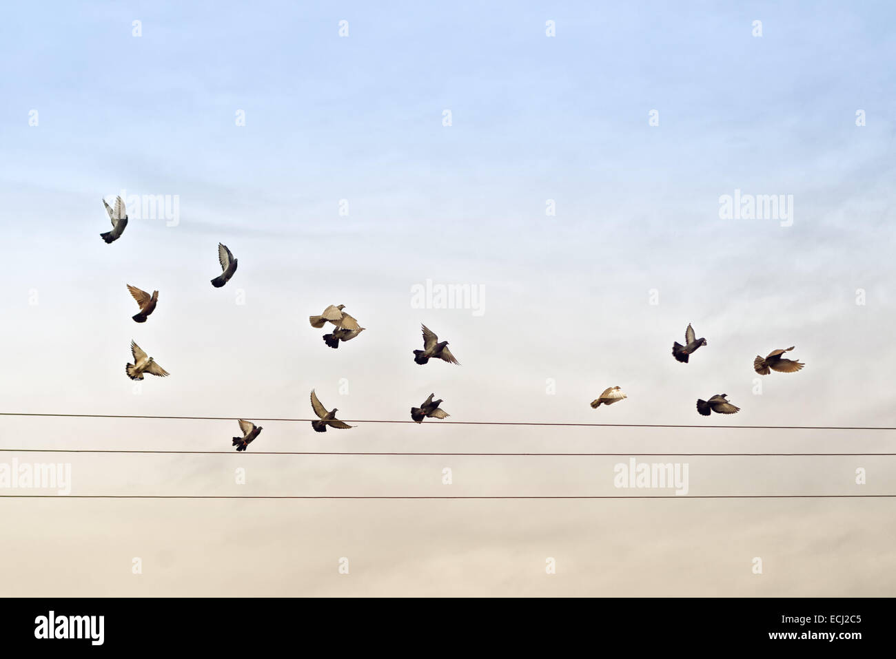 Power electricity wires cables hi-res stock photography and images - Alamy