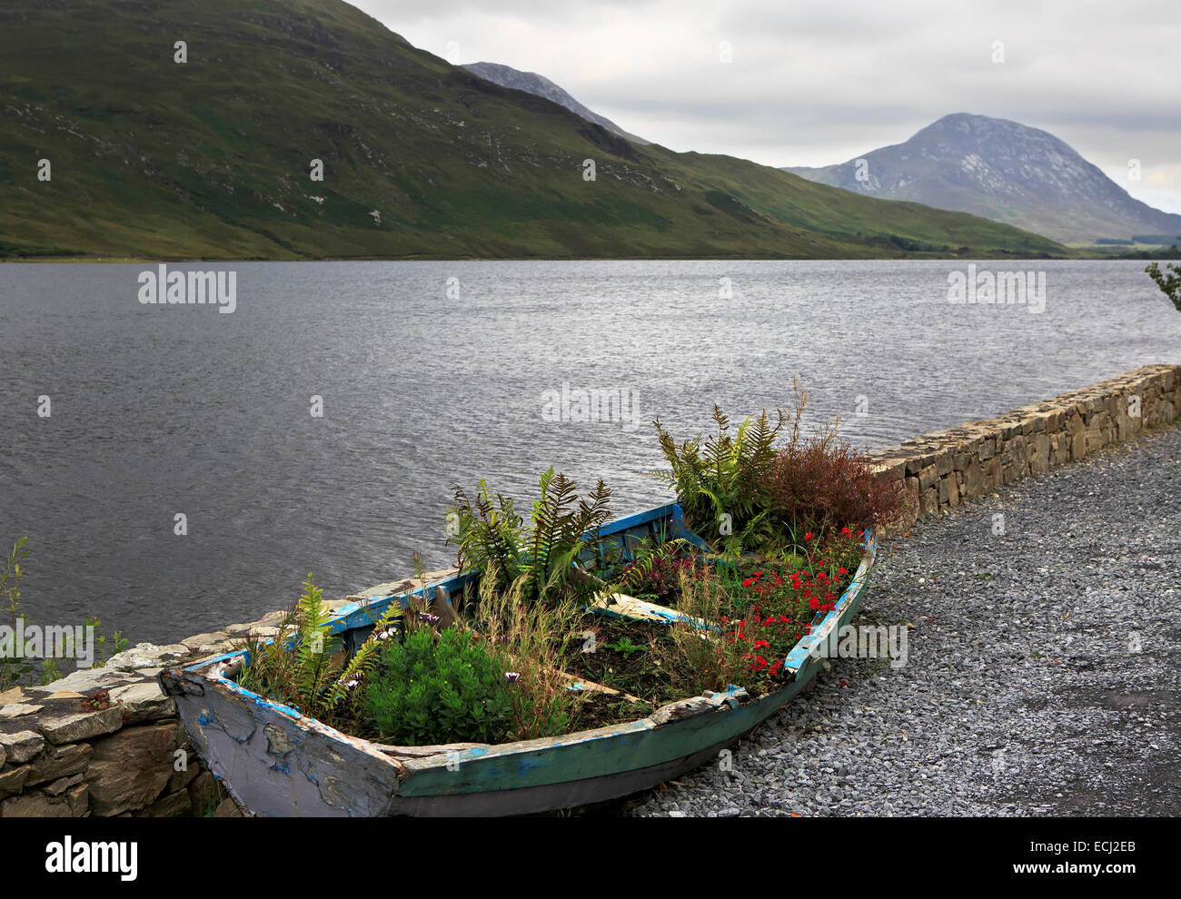 Flower bed in a boat. National park Connemara Stock Photo - Alamy