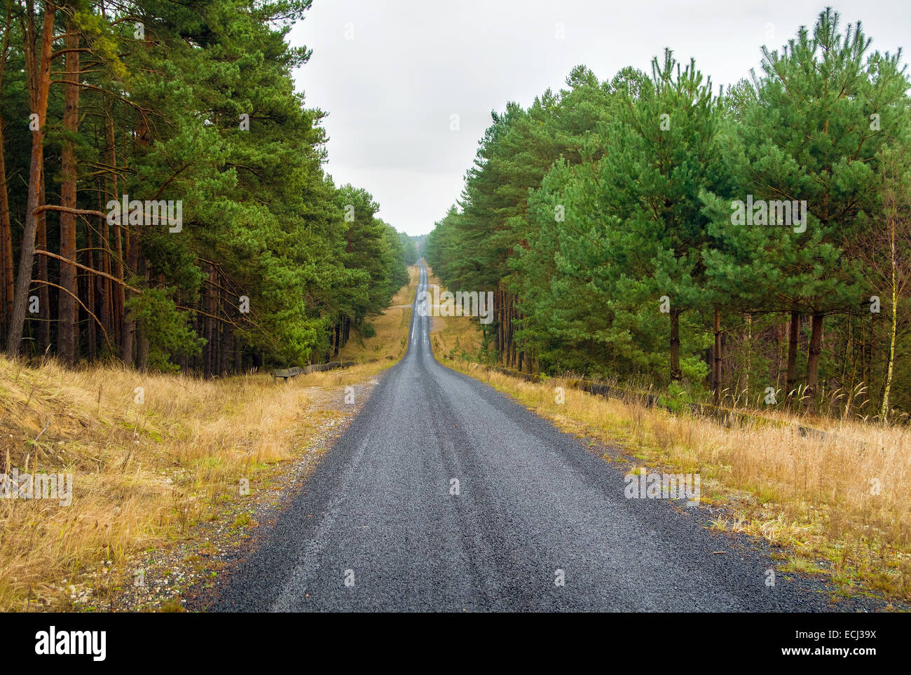 Pine forest and road Stock Photo - Alamy