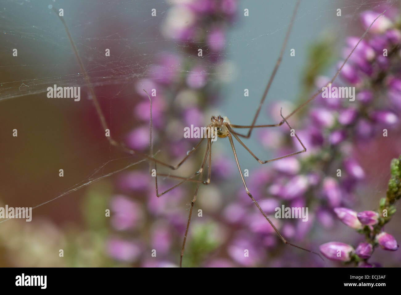 Pholcus hi-res stock photography and images - Alamy