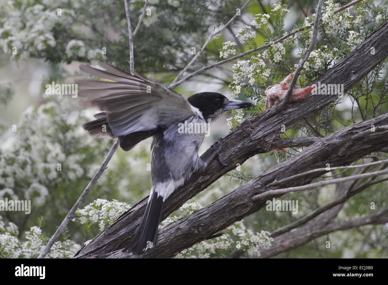grey butcherbird, cracticus torquatus on a branch with carrion Stock ...