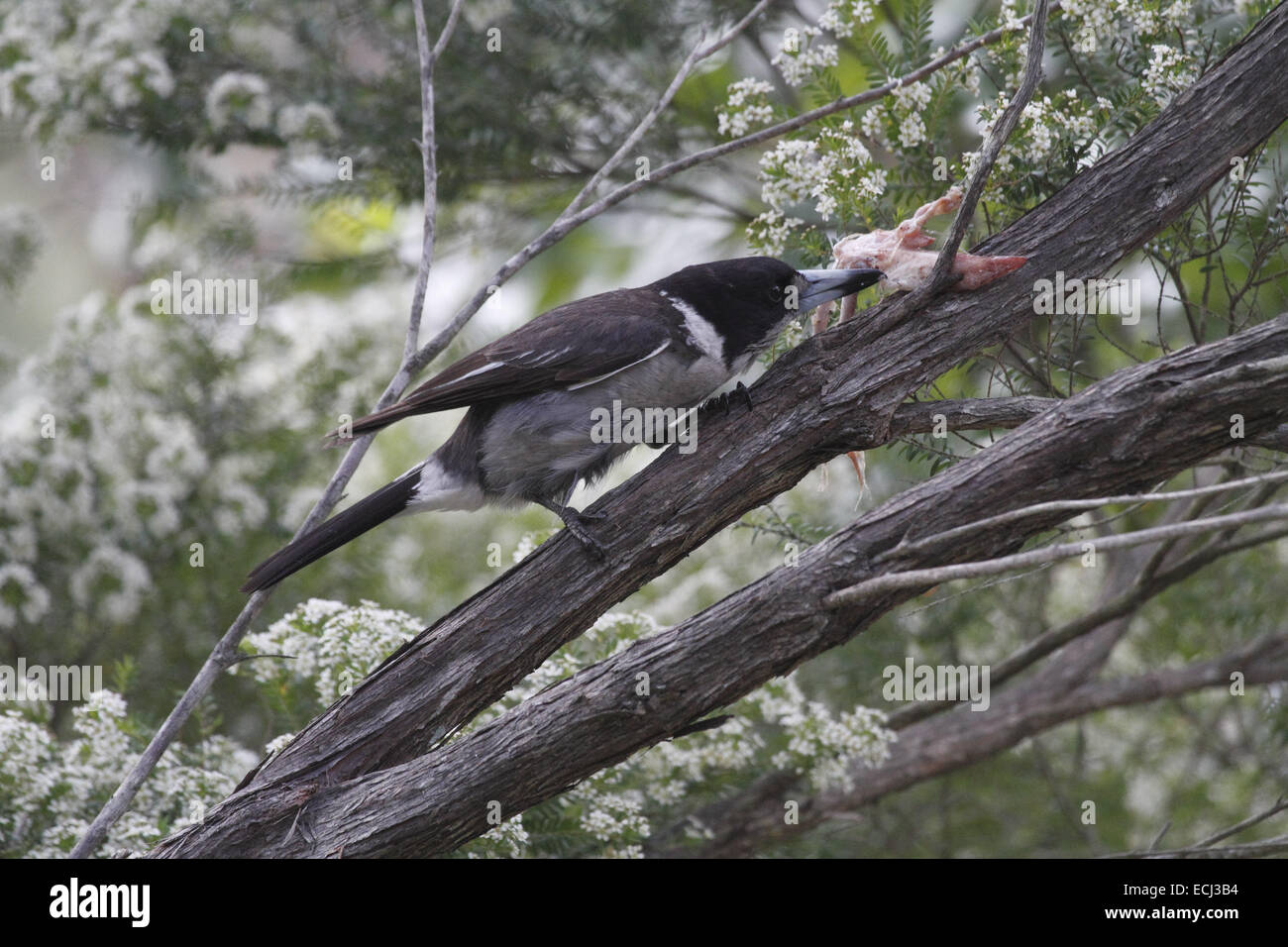 grey butcherbird, cracticus torquatus on a branch with carrion Stock ...
