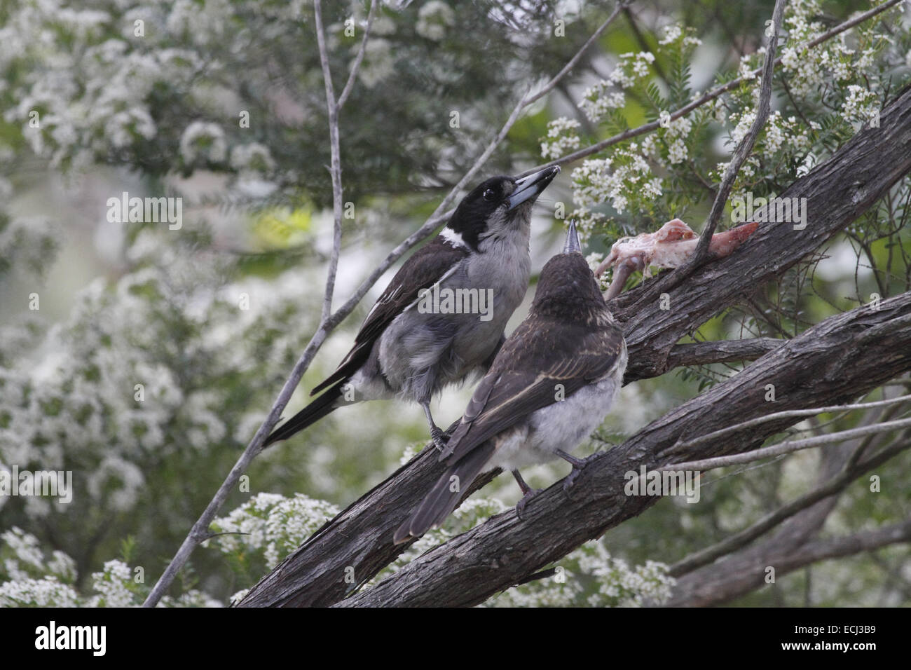 grey butcherbird, cracticus torquatus on a branch with carrion ...