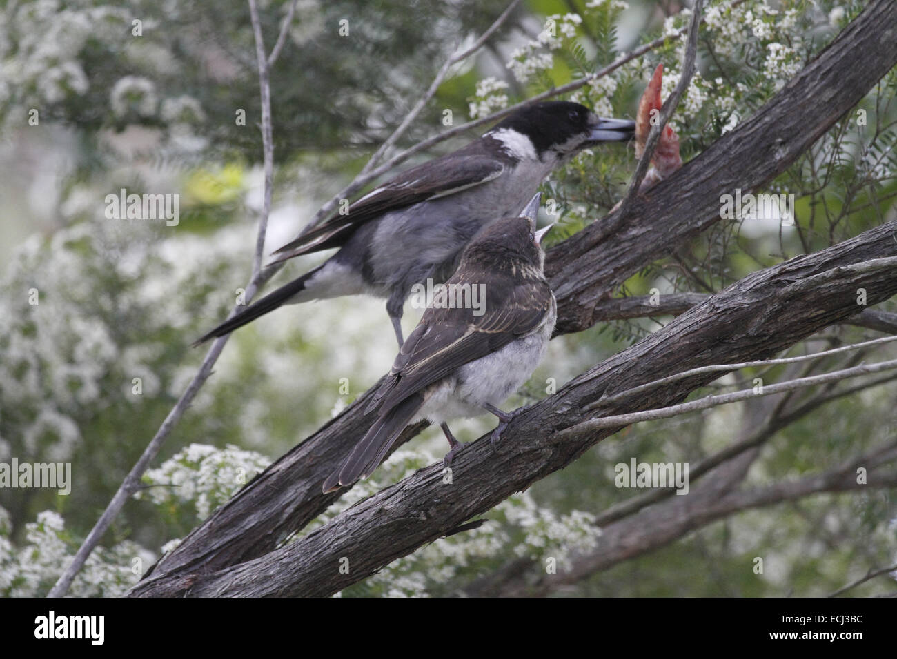 Butcherbird hi-res stock photography and images - Alamy