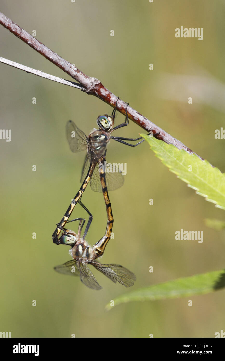 Australian Emerald dragonfly Hemicordulia australiae pair mating in the ...