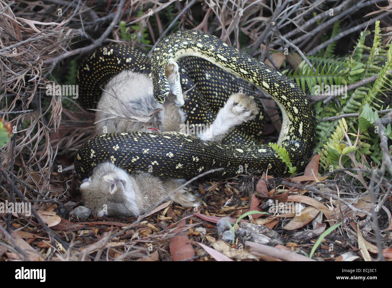 diamond python Morelia spilota spilota crushing a rabbit Stock Photo ...