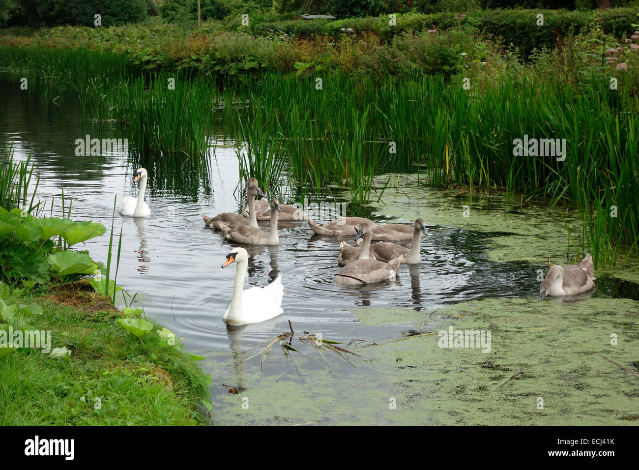 Family swans cygnets canal hi-res stock photography and images - Alamy