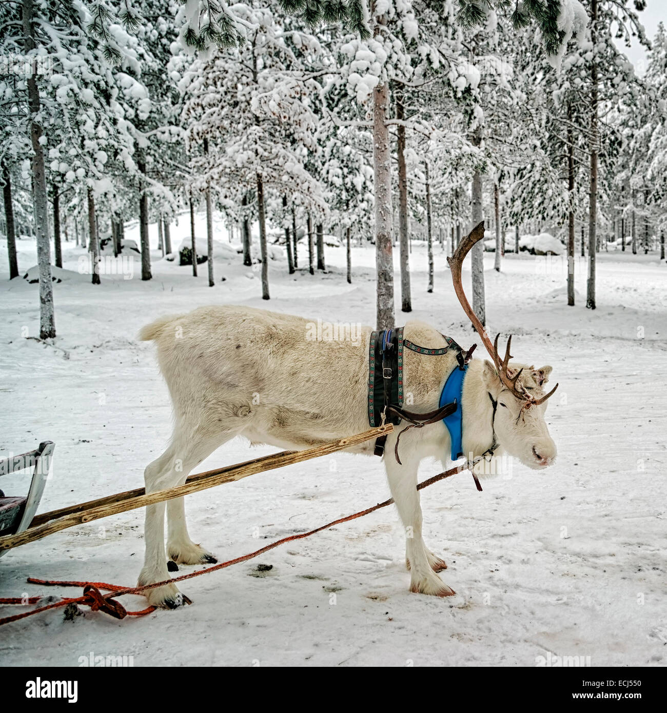 Horn sledge hi-res stock photography and images - Alamy