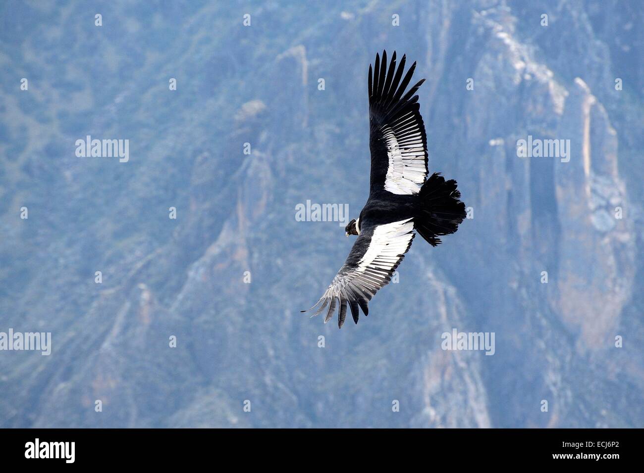Peru, Arequipa Province, Colca Canyon, the Condor's Cross (Cruz del ...