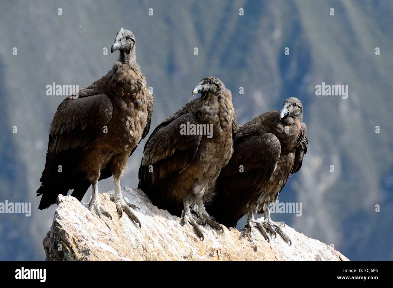 Peru, Arequipa Province, Colca Canyon, the Condor's Cross (Cruz del ...