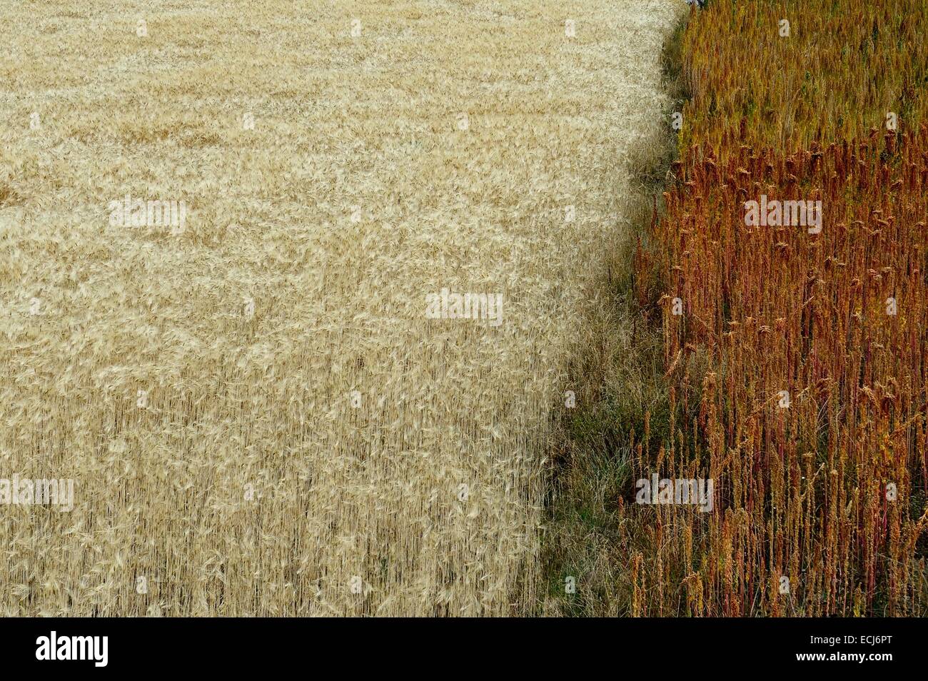 Peru, Arequipa Province, Chivay, the Inca terraces of Colca Canyon ...