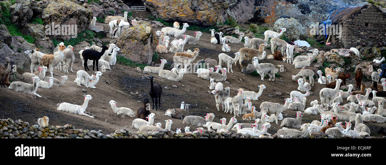 Peru colca canyon llamas hi-res stock photography and images - Alamy