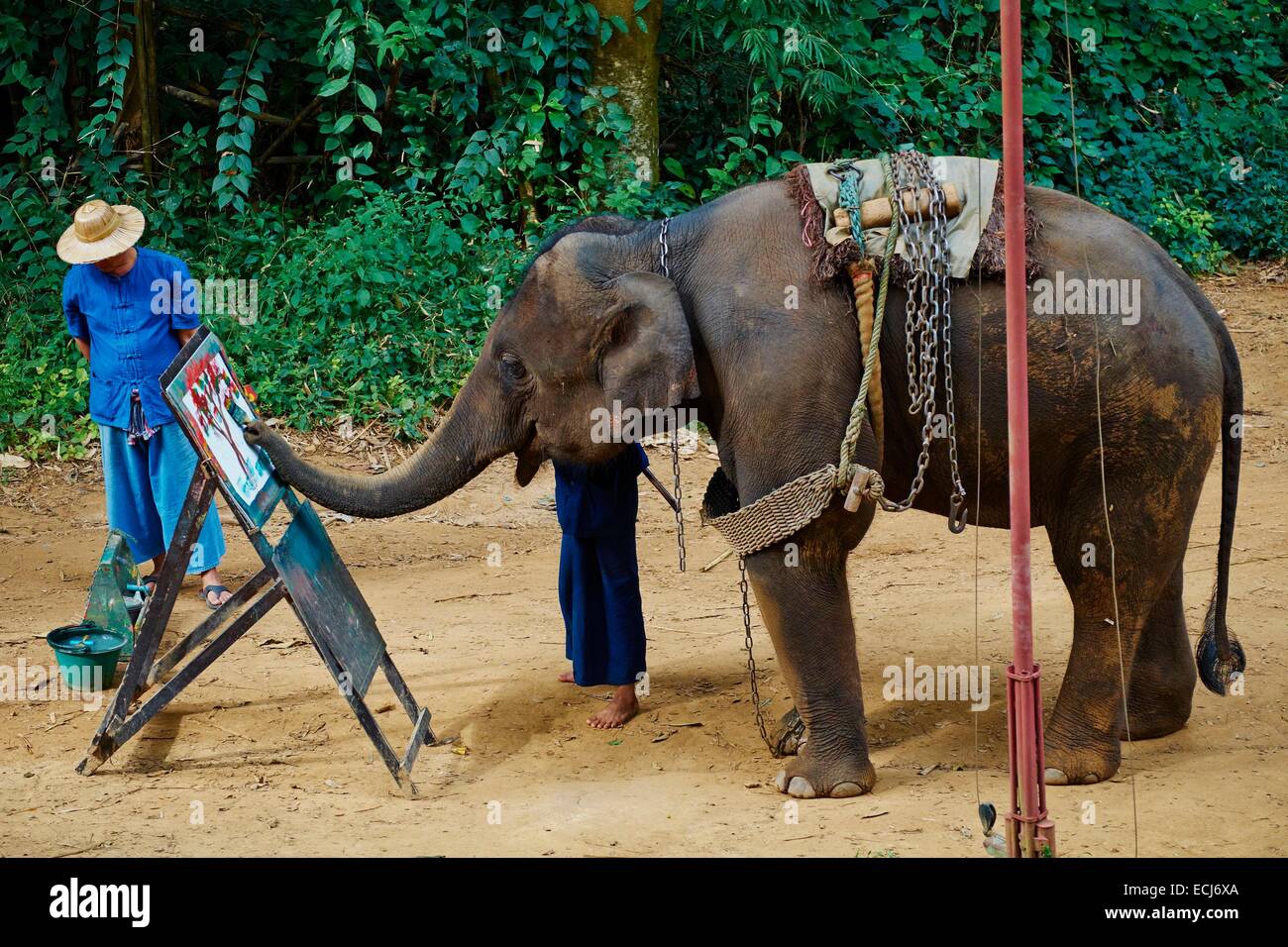 Thailand, Chiang Mai, Chiang Dao, elephant training Stock Photo - Alamy