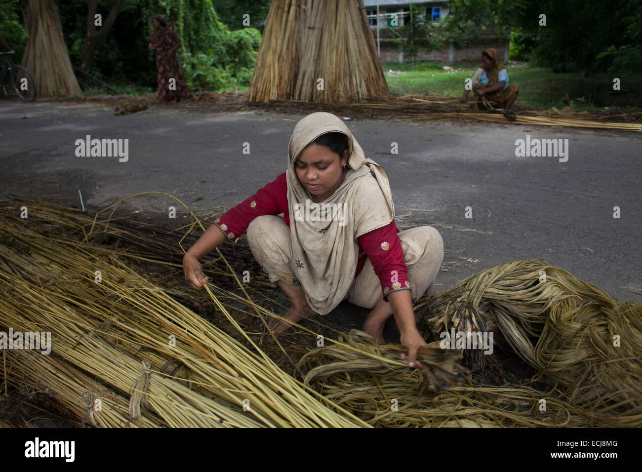 Women processing jute from jute plants. Jute in Bangladesh is called ...