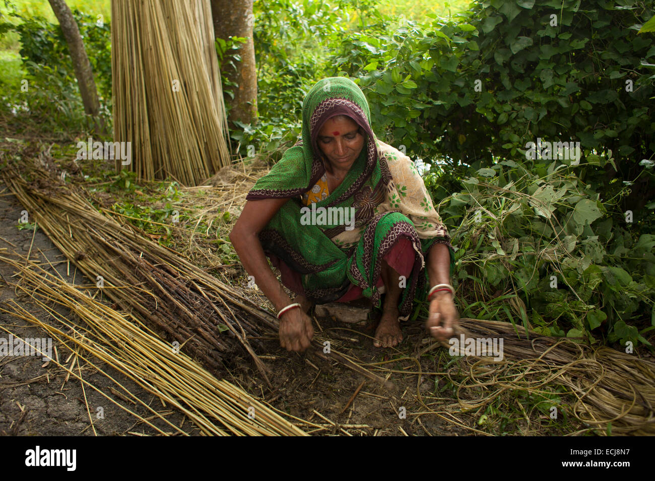 Farmer processing jute from jute plants. Jute in Bangladesh is called ...