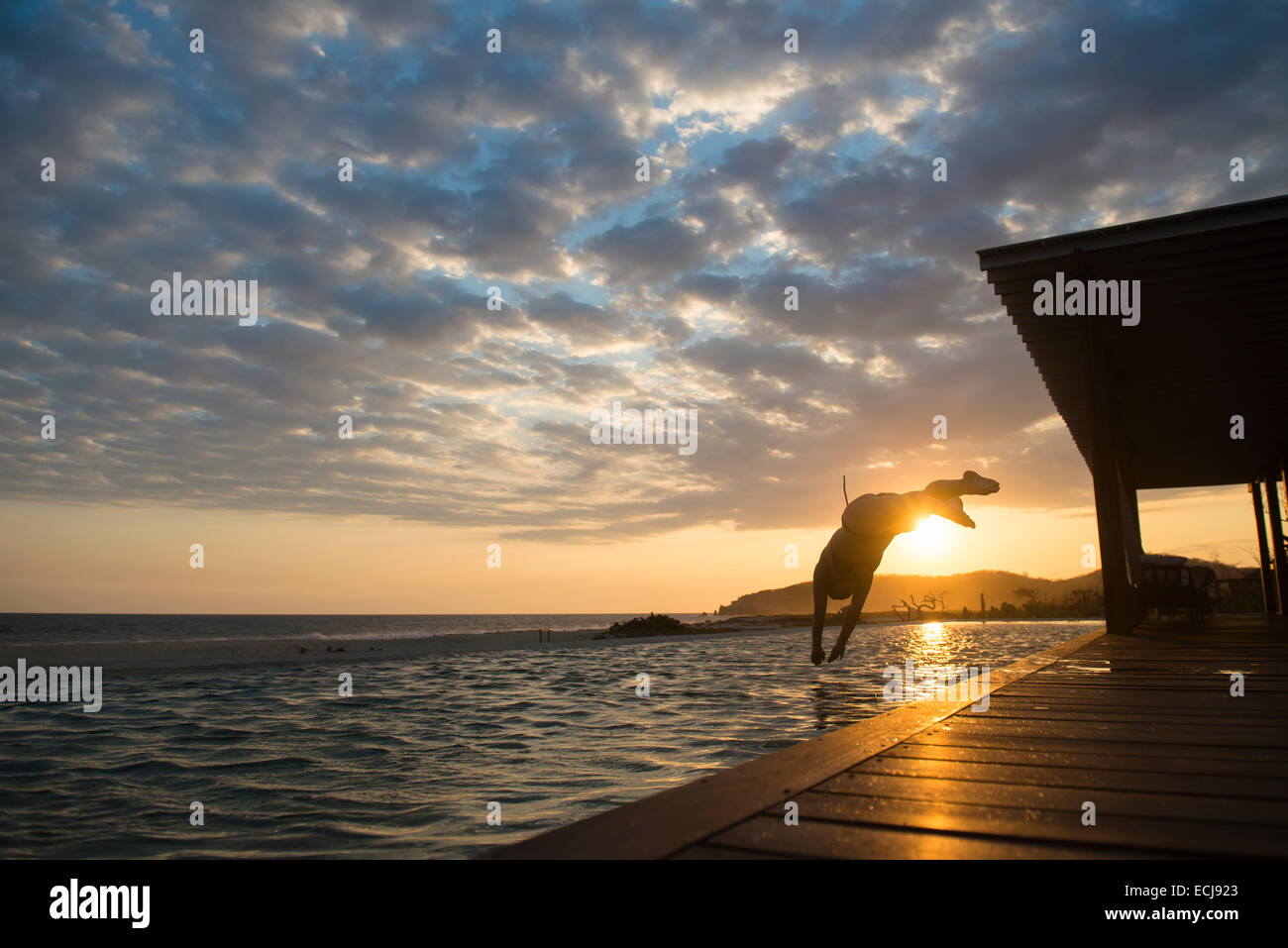 Woman diving into swimming pool hi-res stock photography and images - Alamy