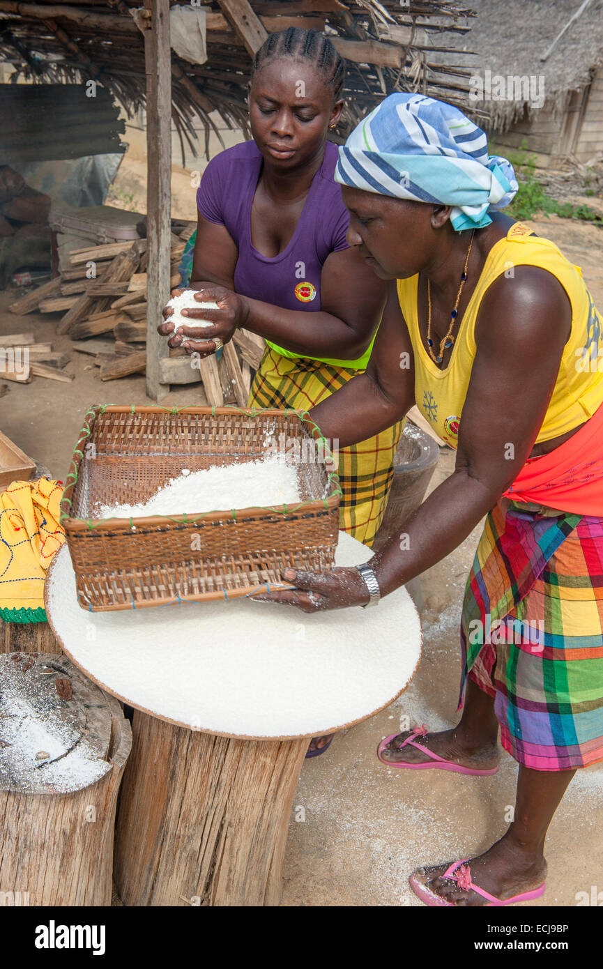 Preparation of Cassava bread, a traditional food of the indigenous and ...
