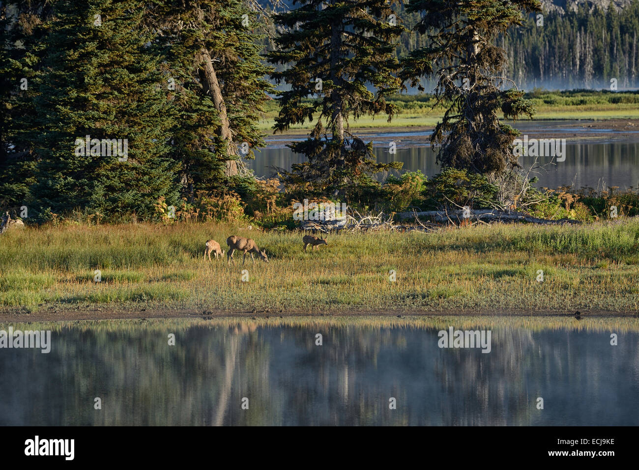 Mule Deer in morning,Sparks Lake at sunrise near city of Bend,Central ...