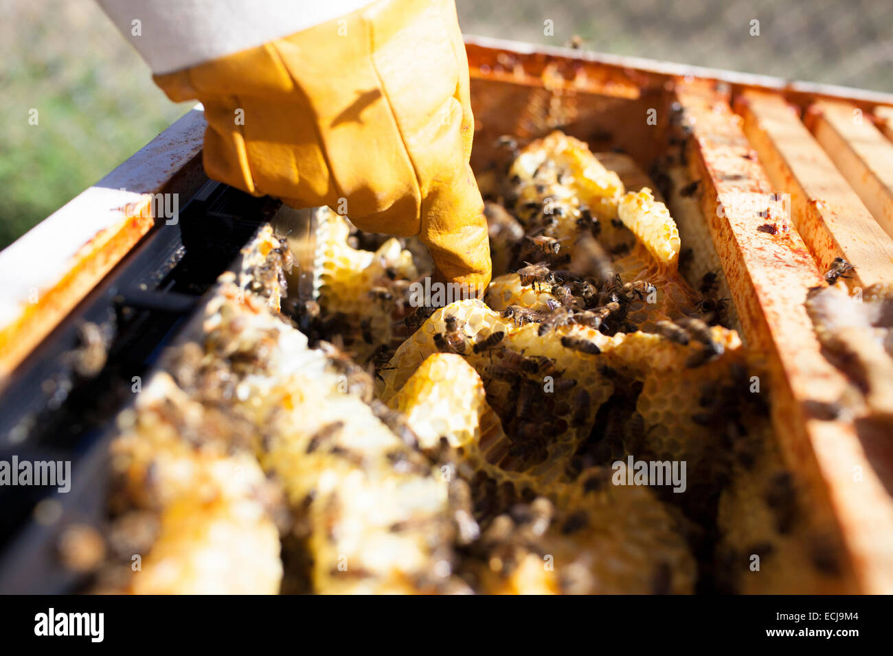 Human hive hi-res stock photography and images - Alamy