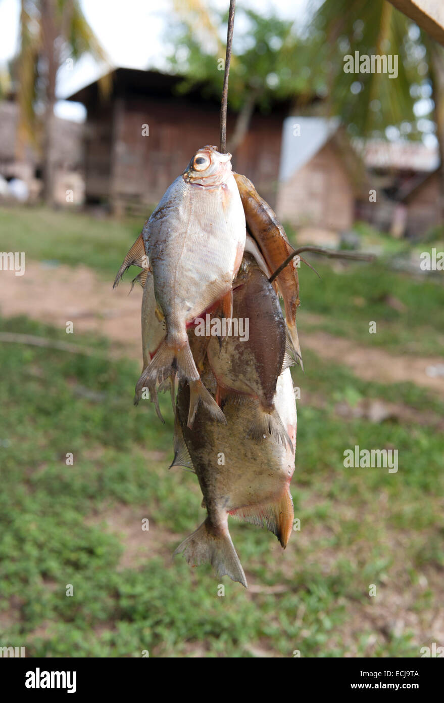 Suriname Maroon High Resolution Stock Photography and Images - Alamy