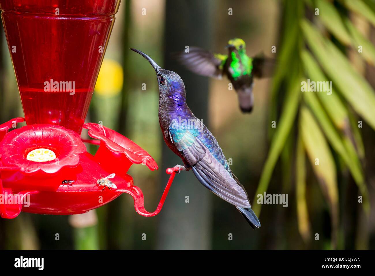 Costa Rica, Heredia Province, La Paz waterfall gardens, hummingbird ...