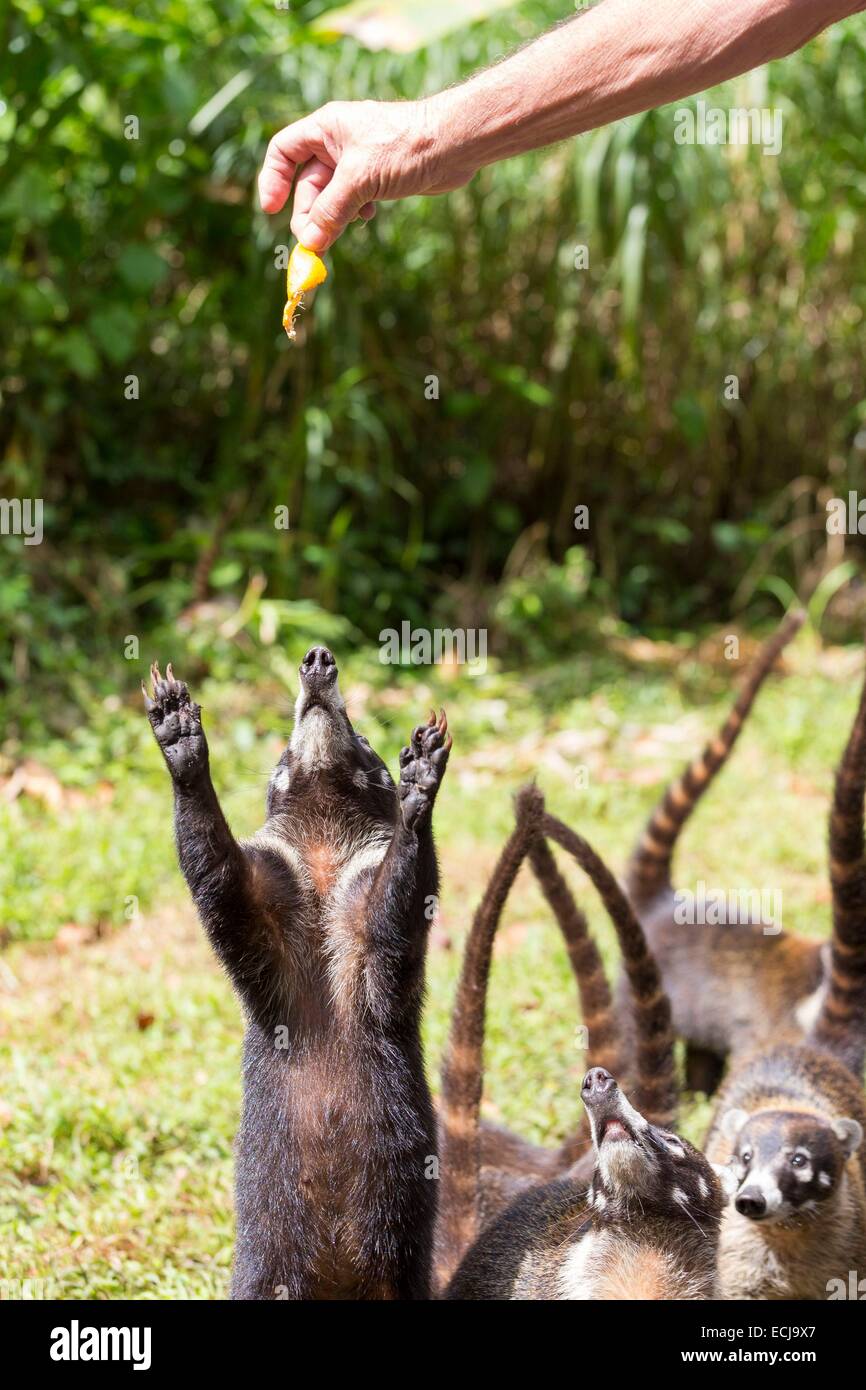 White nosed coati nasua narica group hi-res stock photography and ...