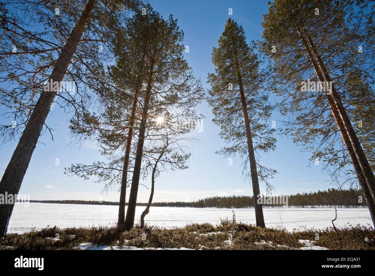 Finland, Hossa Nature Park, Eastern Lapland, lake and forest Stock ...
