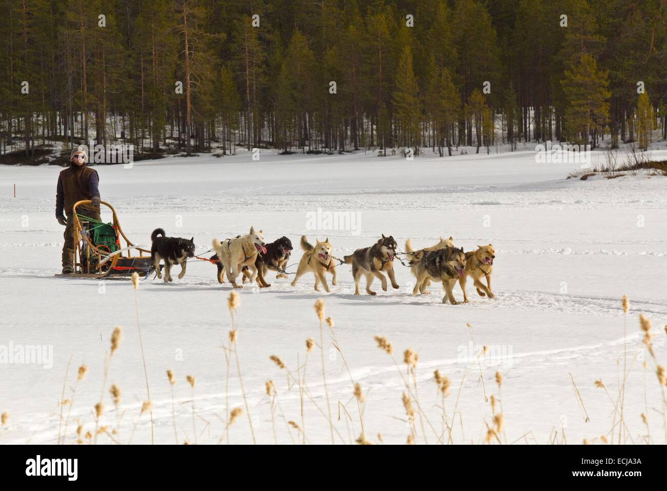 Finland, Hossa Nature Park, Eastern Lapland, dogsledding Stock Photo ...