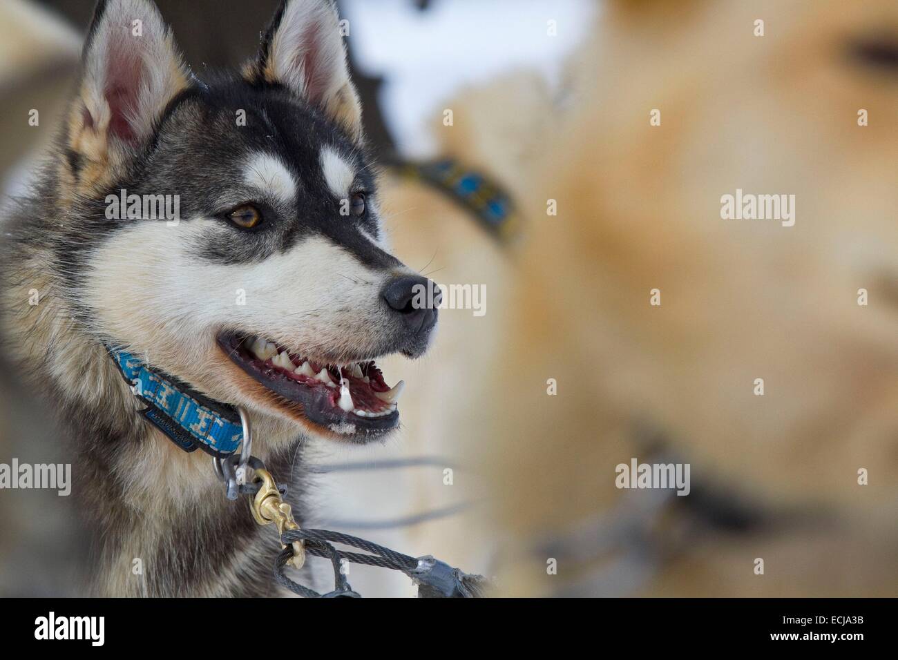 Finland, Hossa Nature Park, Eastern Lapland, dogsledding Stock Photo ...