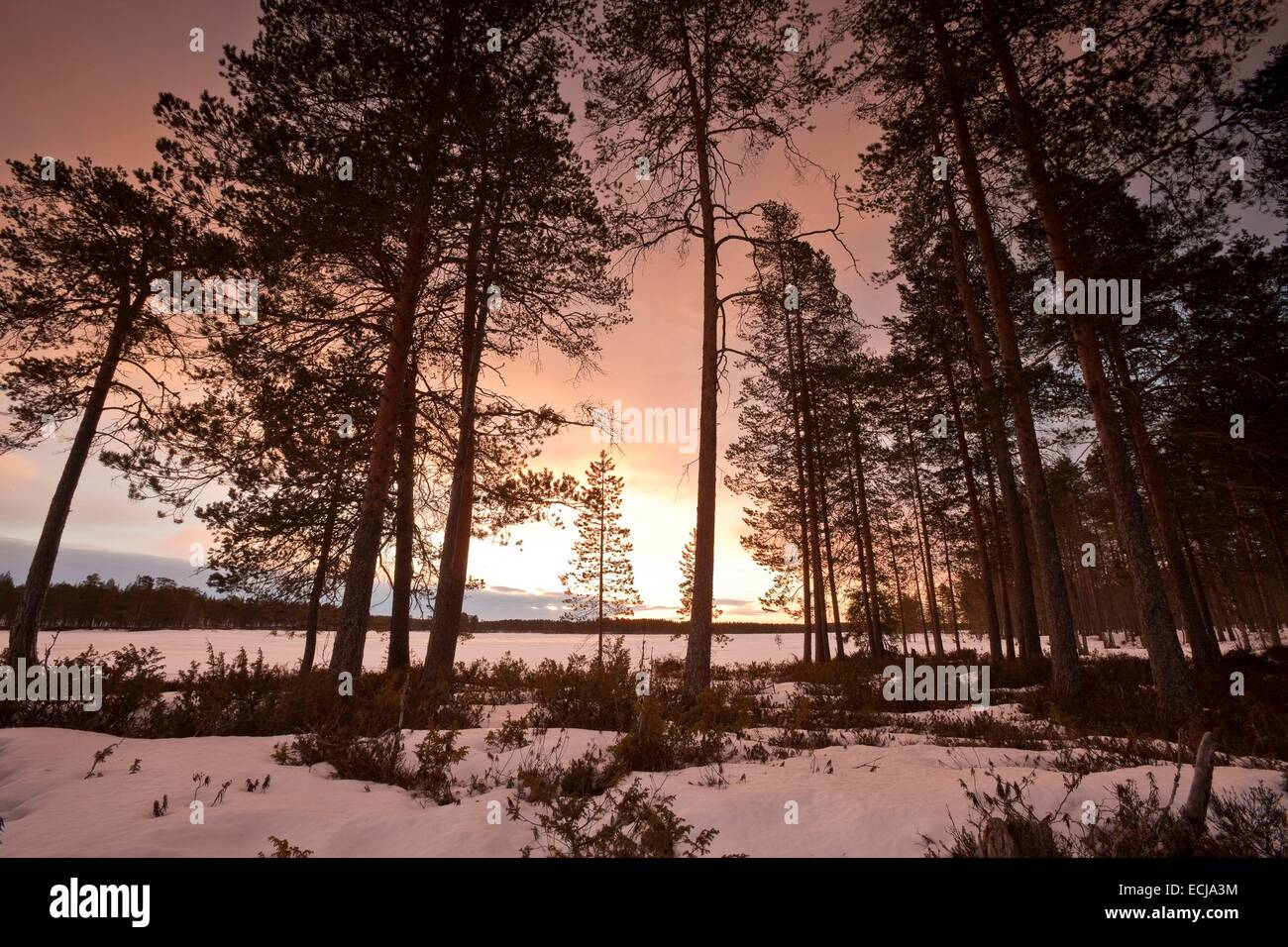 Finland, Hossa Nature Park, Eastern Lapland, lake and forest Stock ...