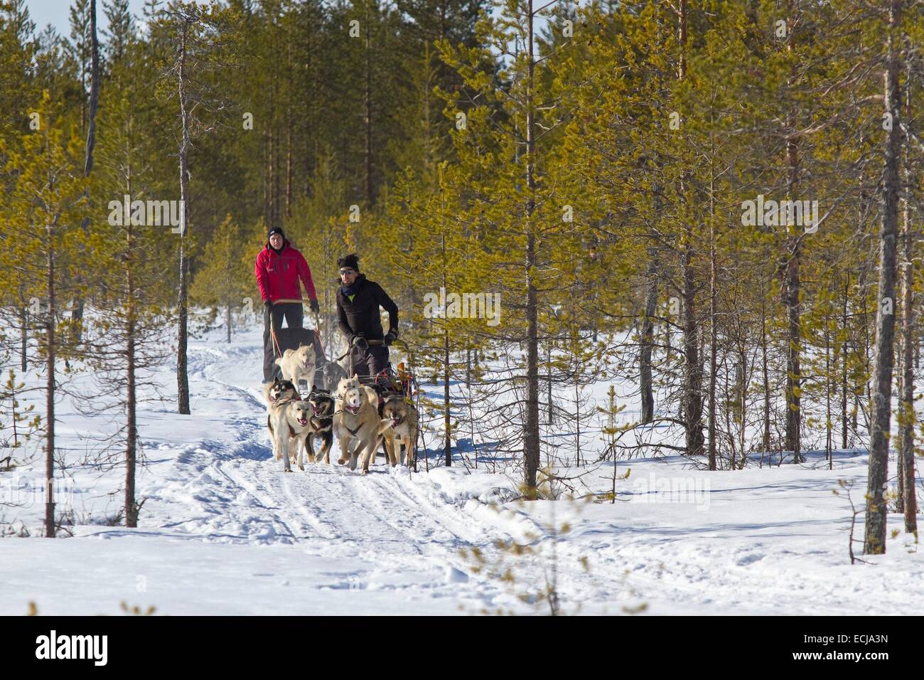 Finland, Hossa Nature Park, Eastern Lapland, sled dogteams in the taiga ...