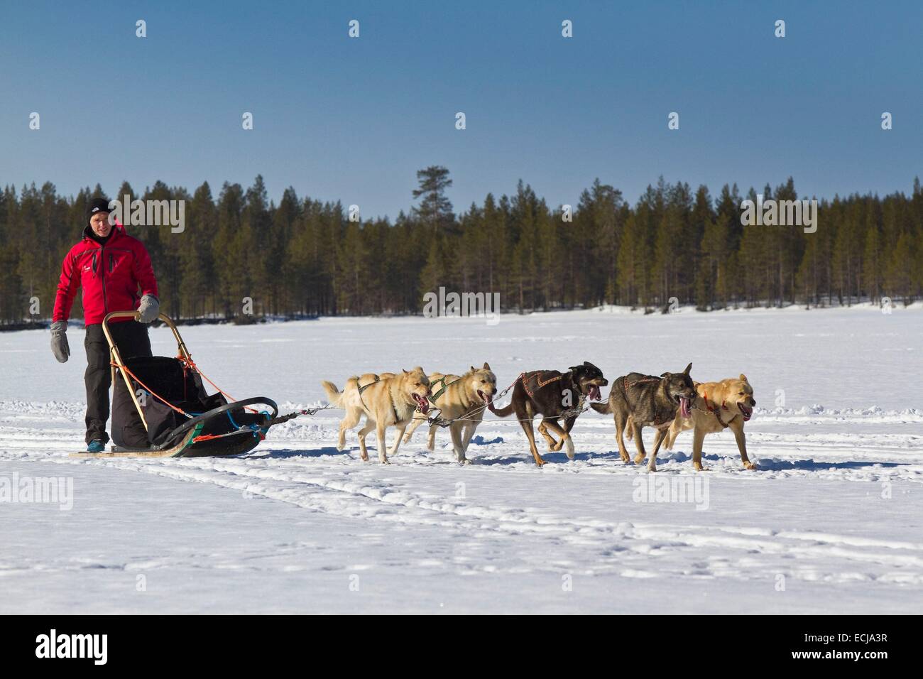 Finland, Hossa Nature Park, Eastern Lapland team of dogs sled between ...