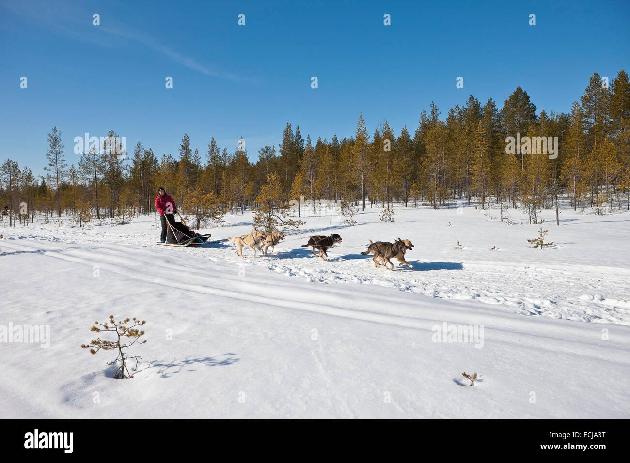 Finland, Hossa Nature Park, Eastern Lapland team of dogs sled between ...