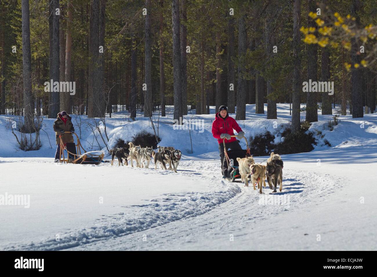 Finland, Hossa Nature Park, Eastern Lapland, sled dog teams in the ...
