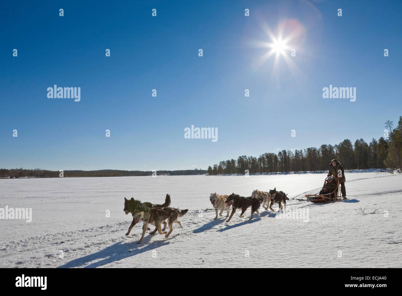 Finland, Hossa Nature Park, Eastern Lapland team of dogs sled between ...