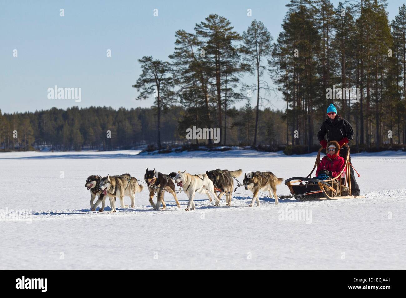Finland, Hossa Nature Park, Eastern Lapland team of dogs sled between ...