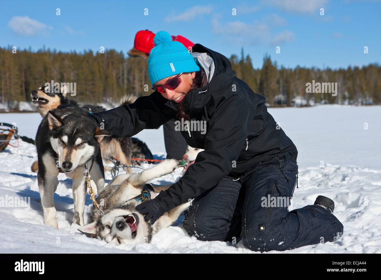 Finland, Hossa Nature Park, Eastern Lapland team of dogs sled between ...