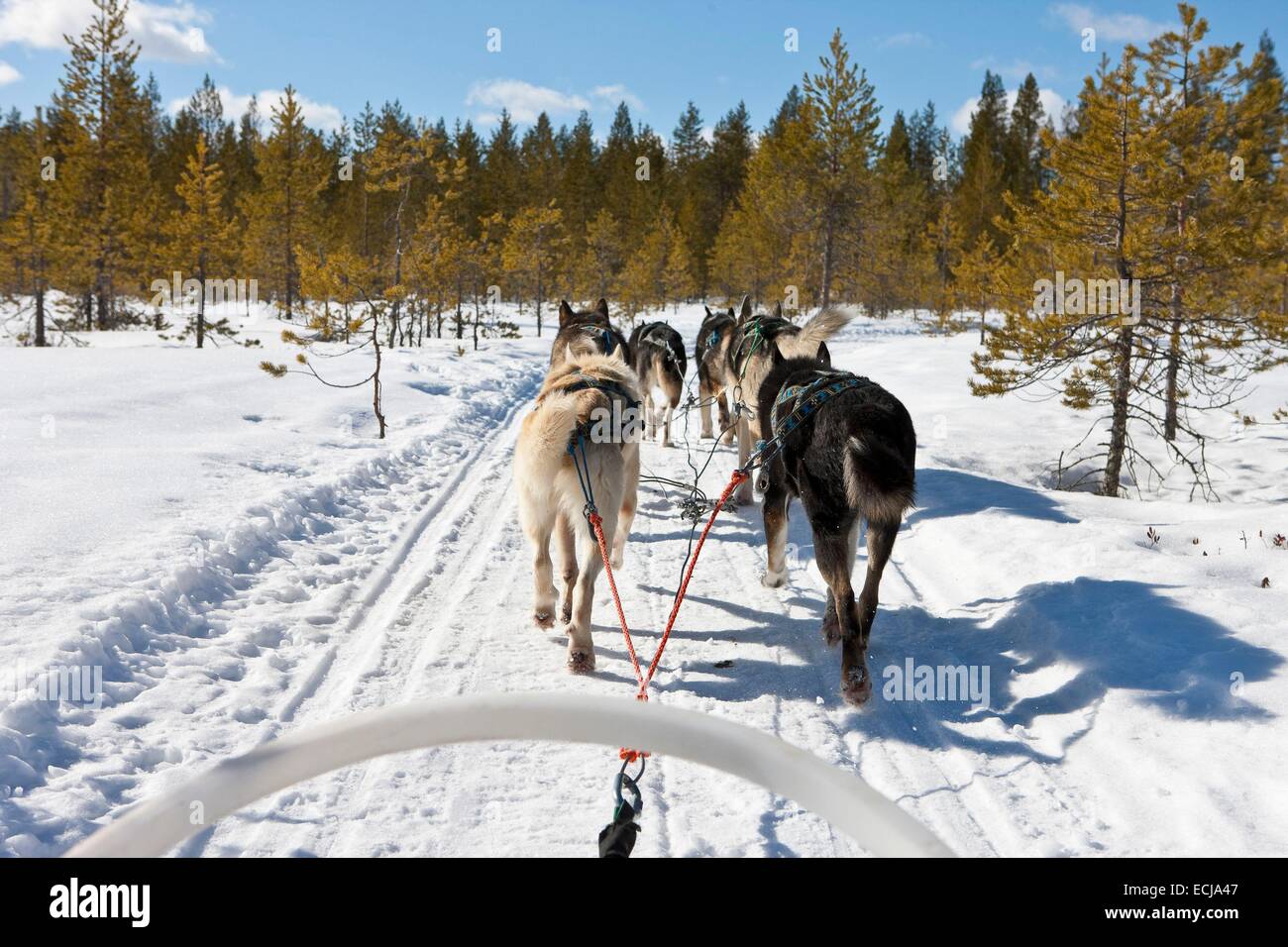 Finland, Hossa Nature Park, Eastern Lapland team of dogs sled between ...
