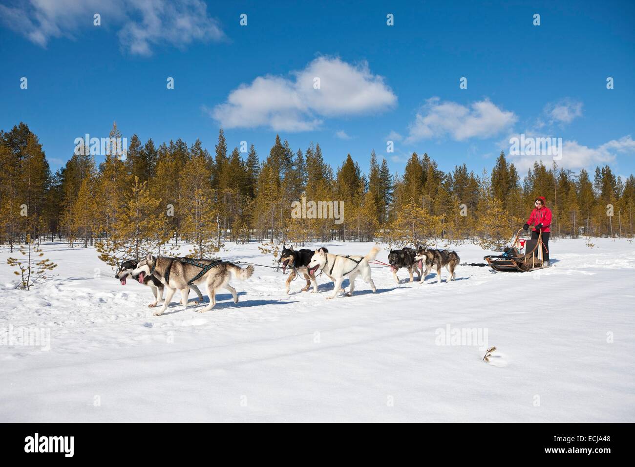 Finland, Hossa Nature Park, Eastern Lapland team of dogs sled between ...