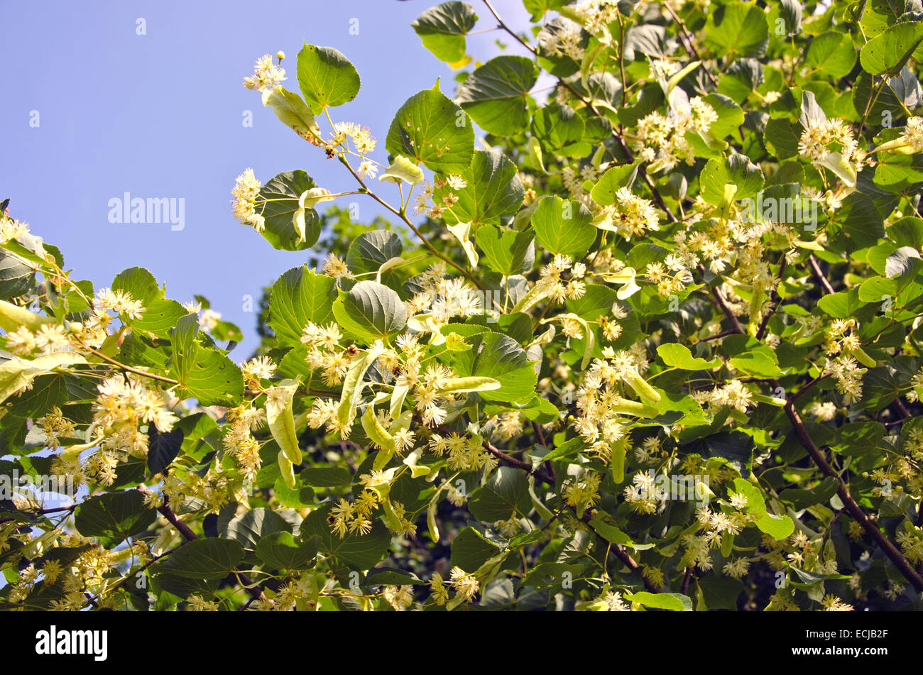 Summer linden tree hi-res stock photography and images - Alamy