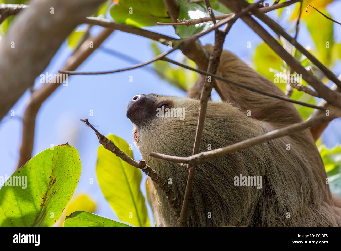 Costa Rica, Limon Province, Caribbean coast, Cahuita, linnaeus's two ...