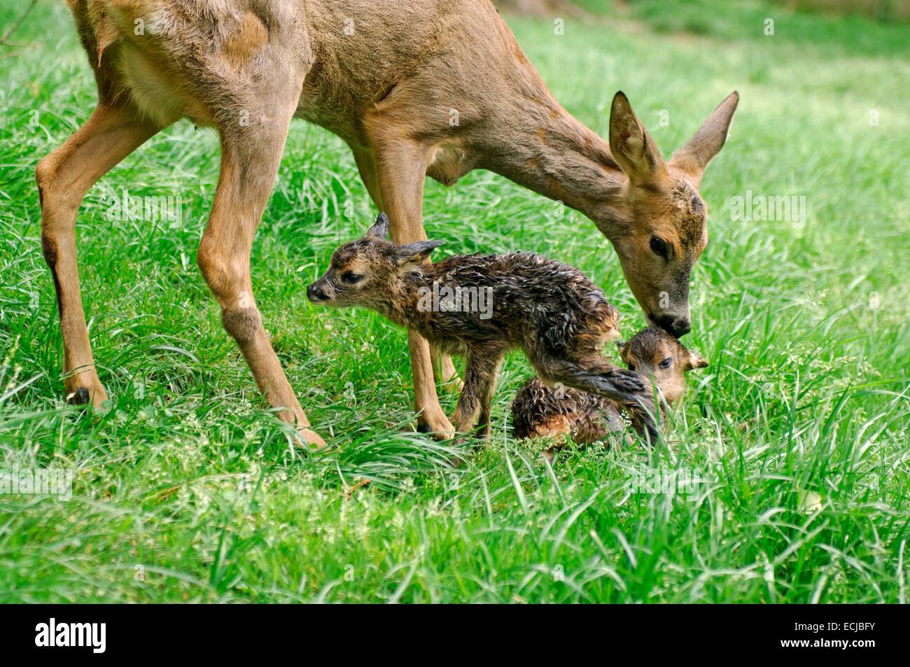 Roe Deer (Capreolus capreolus), adult and fawn Stock Photo - Alamy